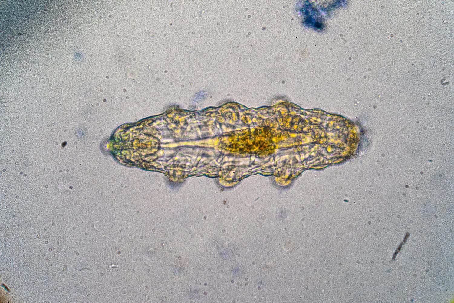 Animals That Can Survive the Harsh Vacuum of Space