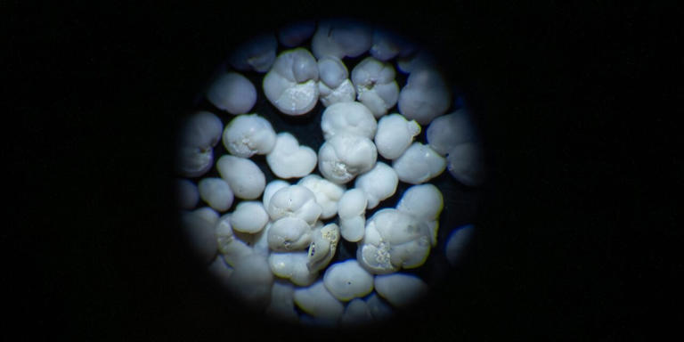 Ancient plankton hint at steadier future for ocean life