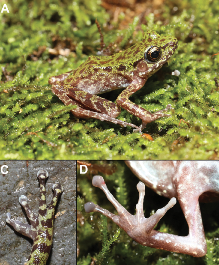 Pink-bellied creature - with camouflage - is new cave-dwelling species ...