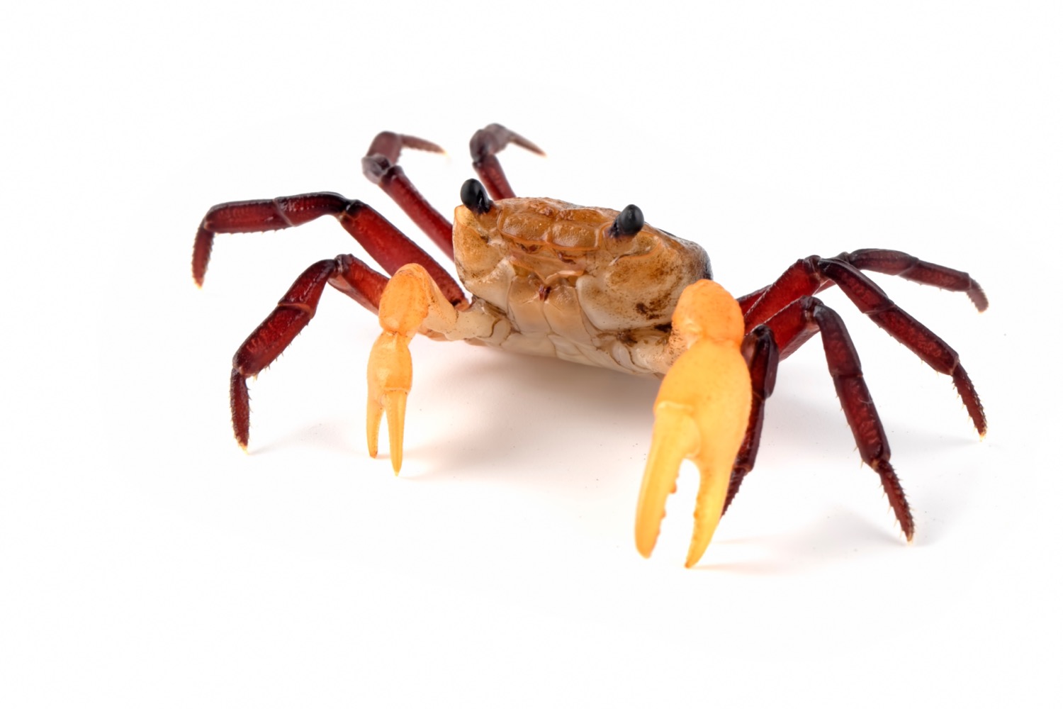 Love daydreaming? This Spanish idiom will be your new favorite phrase