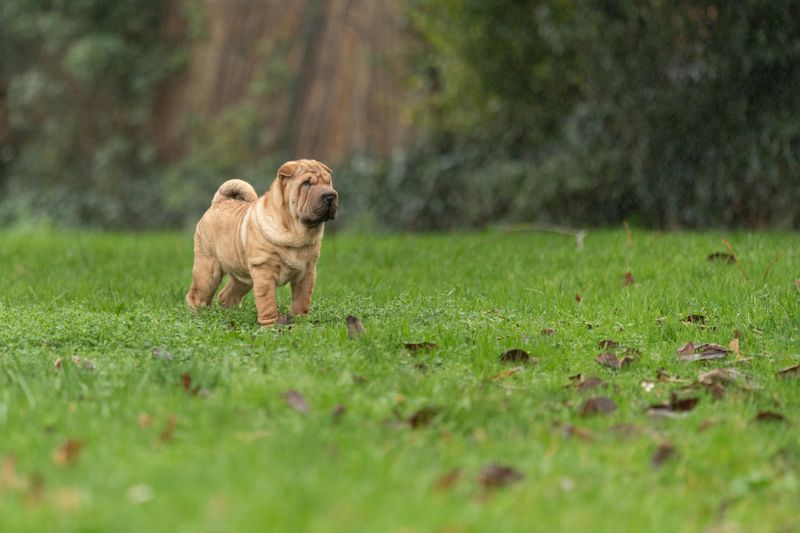 Dog Breeds That Hate Other Dogs But Love Humans