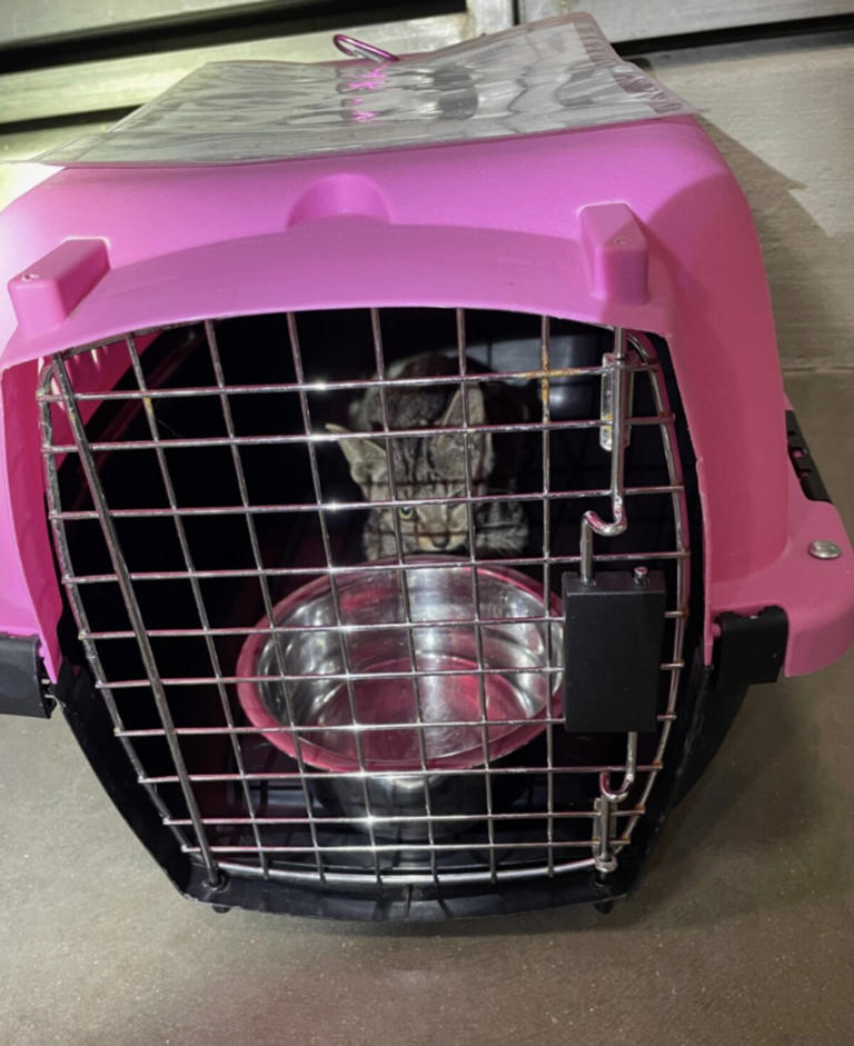 Officers Rush To Move 1,000 Pounds Of Ice To Save Baby Animal Trapped ...