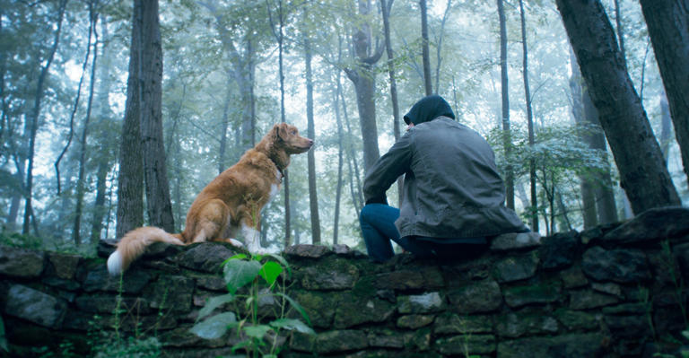 Stream It Or Skip It: ‘Good Boy’ on VOD, an Engrossing Horror Story ...