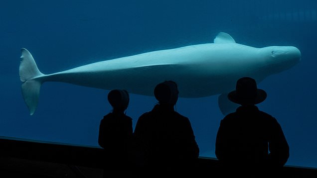 Playful beluga gives little kid a fright