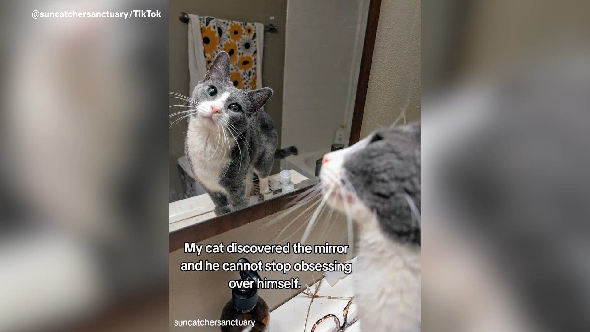 Rescue Cat Discovers Mirror
