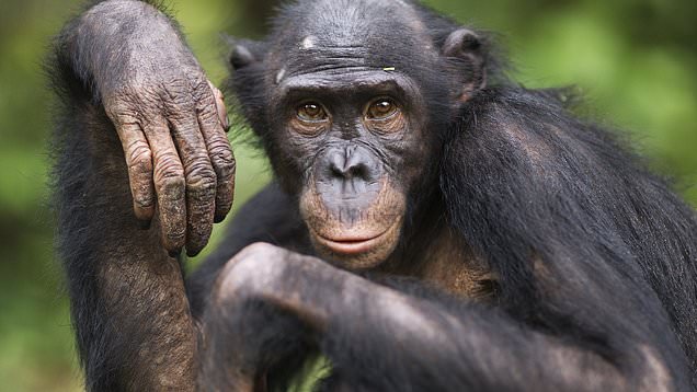 Smart chimpanzee fans itself to keep cool
