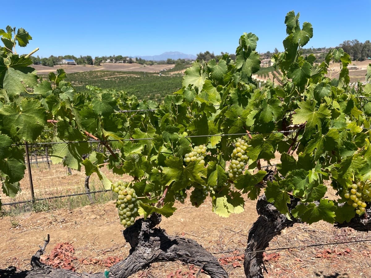 Harvesting Heritage In Temecula Valley: A Look At Hispanic Winemakers