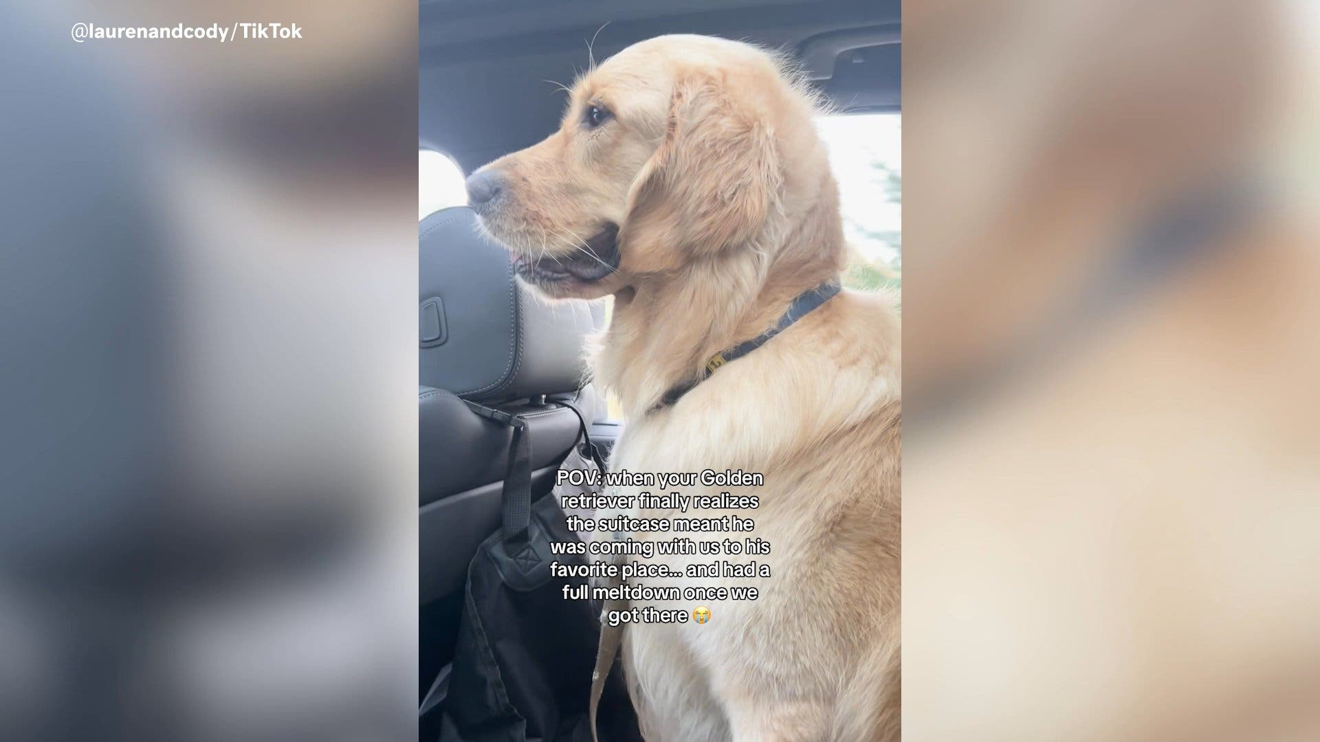 Hysterics As Golden Can’t Contain Excitement Realizing He’s At Favorite ...