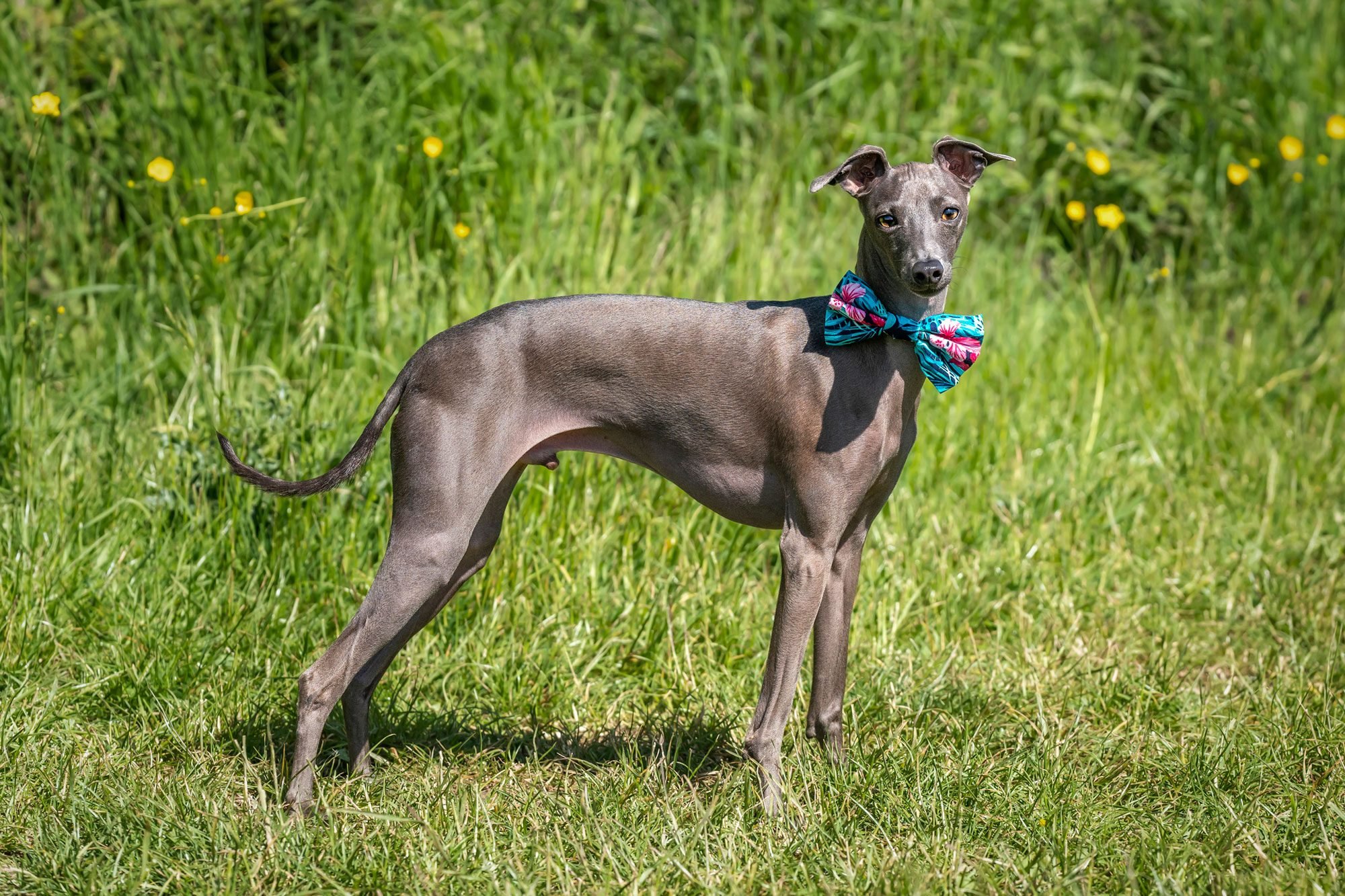 12 Handsome Italian Dog Breeds That Make Great Pets