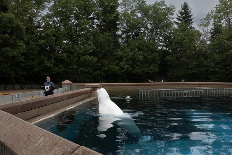 Photo Gallery: Marineland beluga whales in limbo