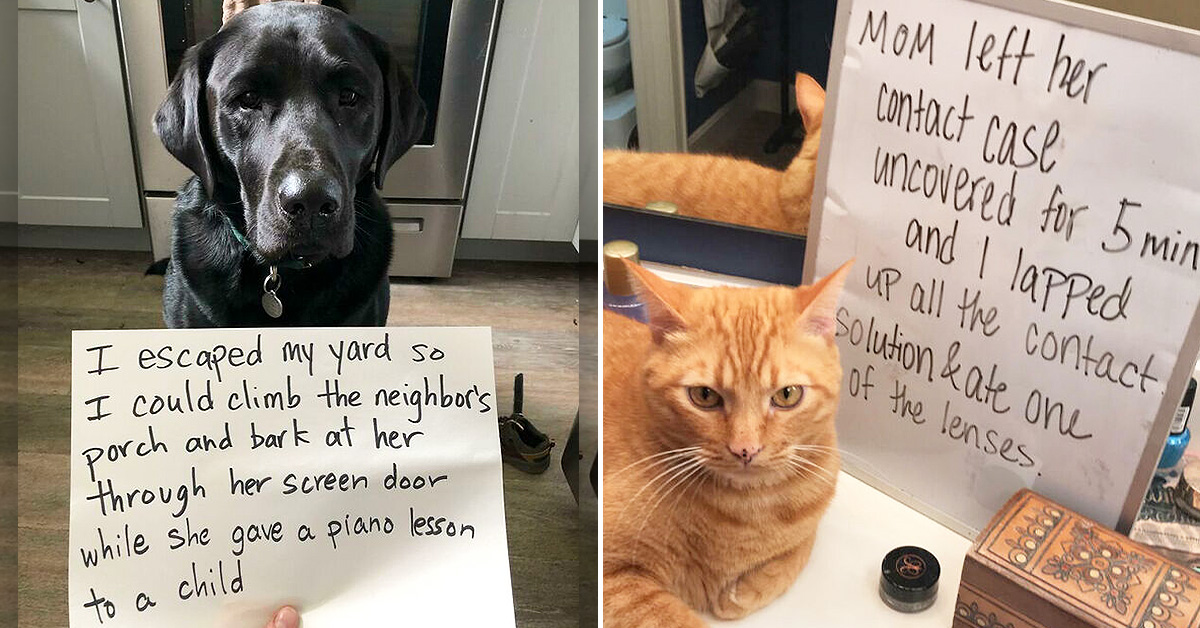 35 Funny Pet Shaming Pictures That Turned Bad Behavior Into Laughter