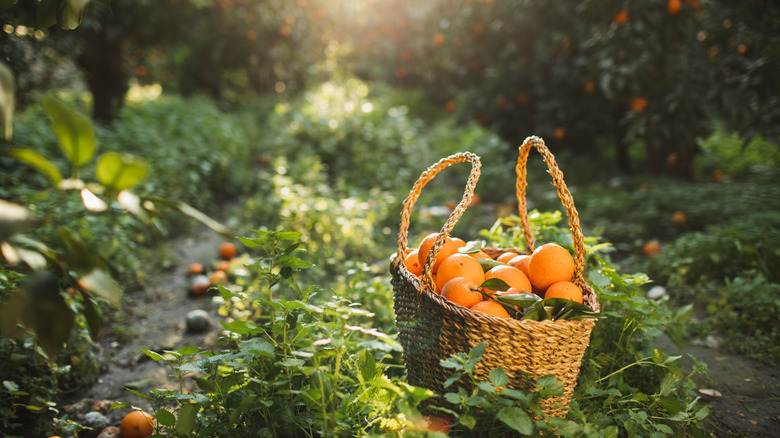 The Centuries-Old Planting Technique That Can Boost Your Fruit Tree's ...
