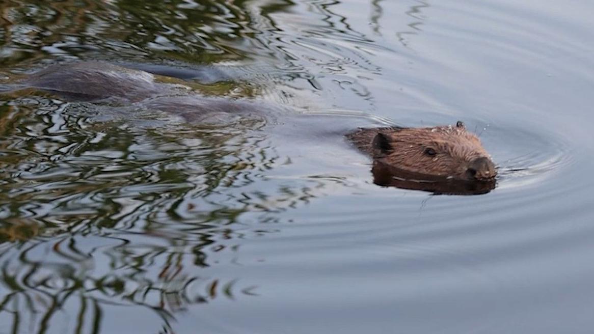 Beavers set to become a protected species in Wales