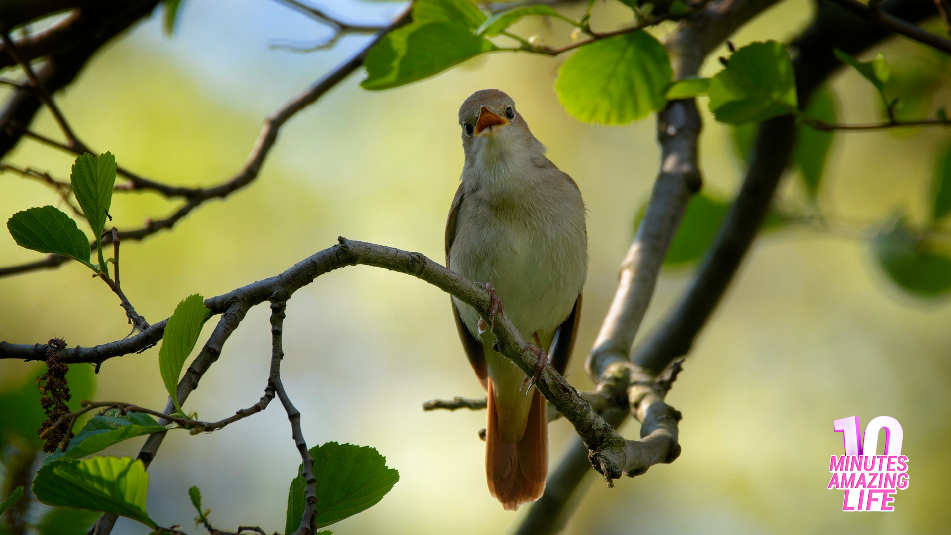 Common Nightingale Singing on a Branch