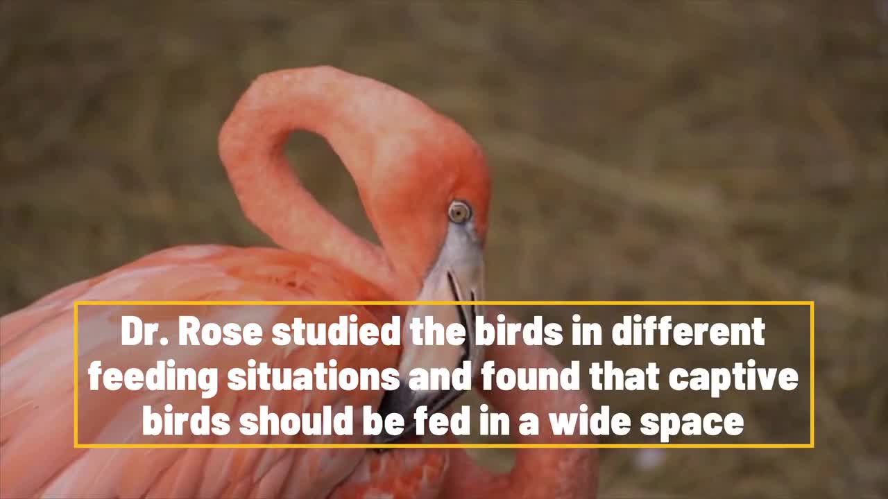 Pinker Flamingos Are More Aggressive Than Pale Flamingos
