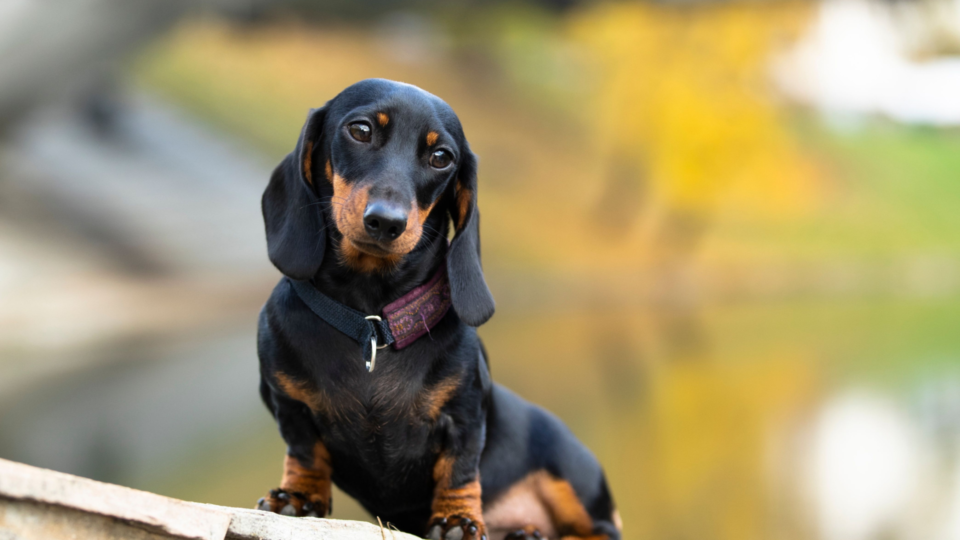 10 Essential Questions To Ask Before Getting A Dachshund