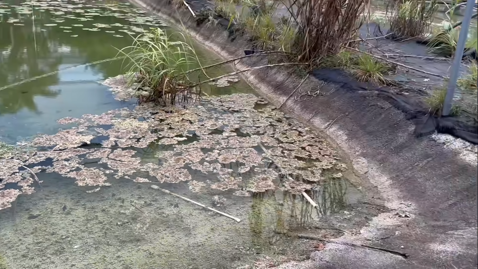 How Fish Farms End Up Deserted and Decaying