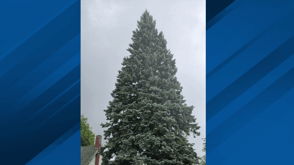 Sault Ste. Marie 68-foot spruce chosen for State of Michigan's 39th ...