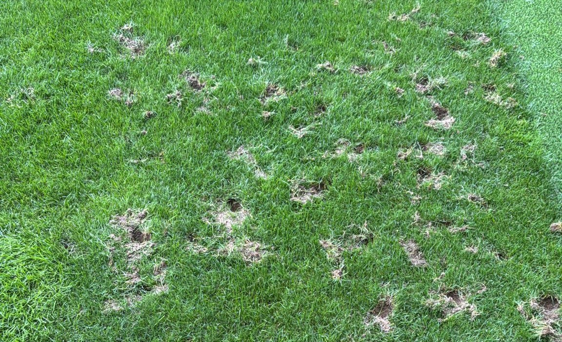 Après le choc, les rats sont sous haute surveillance au Stade de Genève