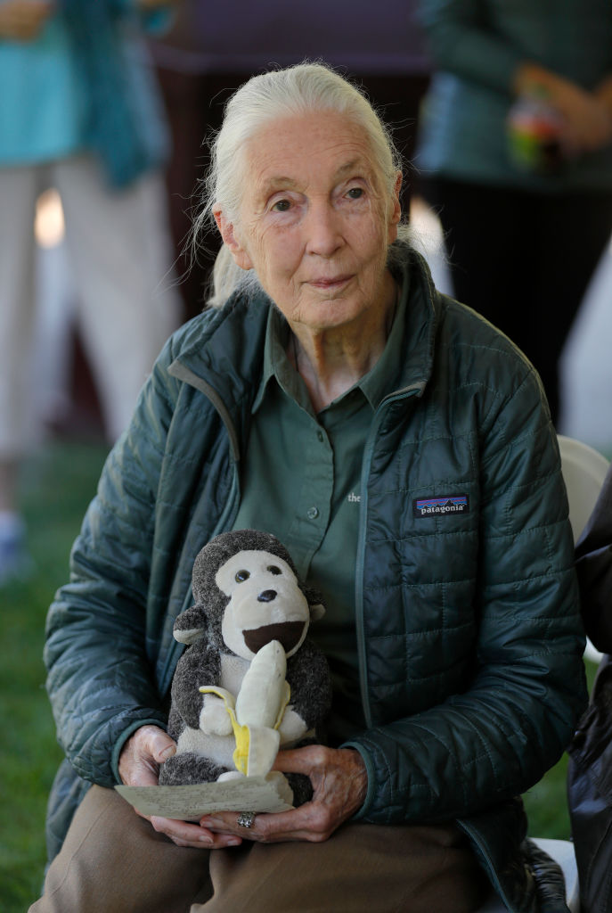 Why Jane Goodall never traveled without her stuffed monkey