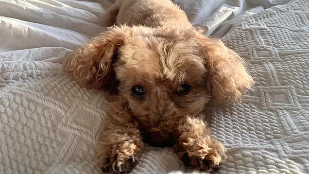 Clever dog pushes cart through store