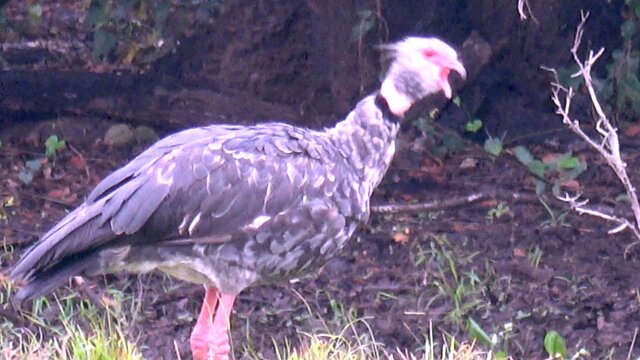 Huge southern screamers show how they got their name