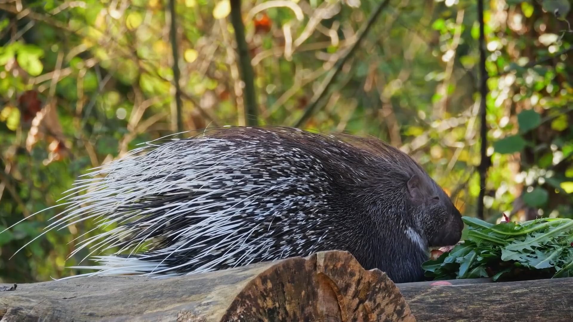 Porcupines: Close-Up Footage of the Rodents Known as 'Quill Pigs'