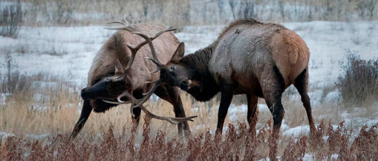 Wild Video Shows Massive Elk Charging At Photographer