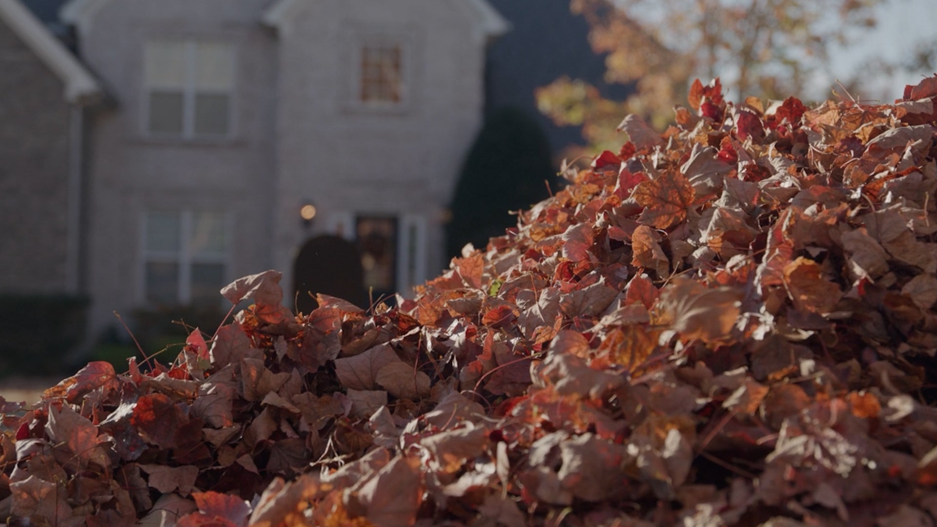 Is It Bad To Rake My Leaves This Fall?