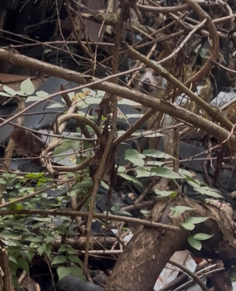 Rescuer Hears Barking Coming From Collapsed Home And Finds Someone ...