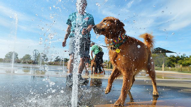 Happiest dog in the world strolls along with his signature swagger