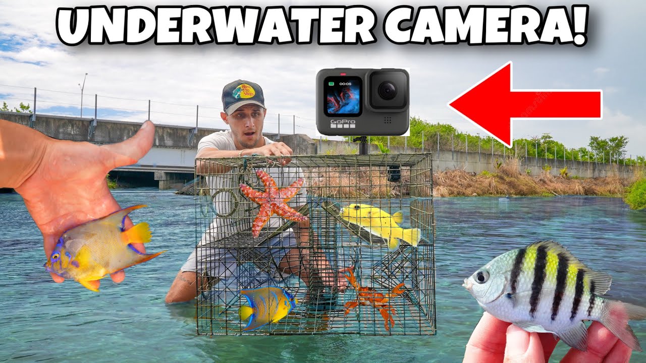 Camera fish trap catches tons of fish!