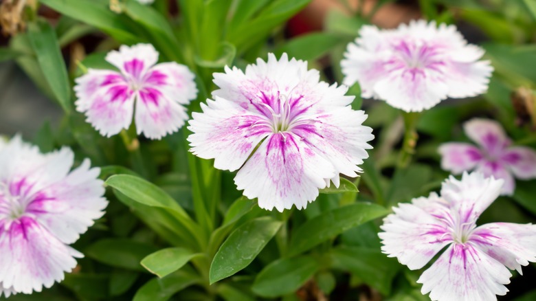 16 Easy To Grow Perennial Flower Seeds If You Don't Have A Green Thumb