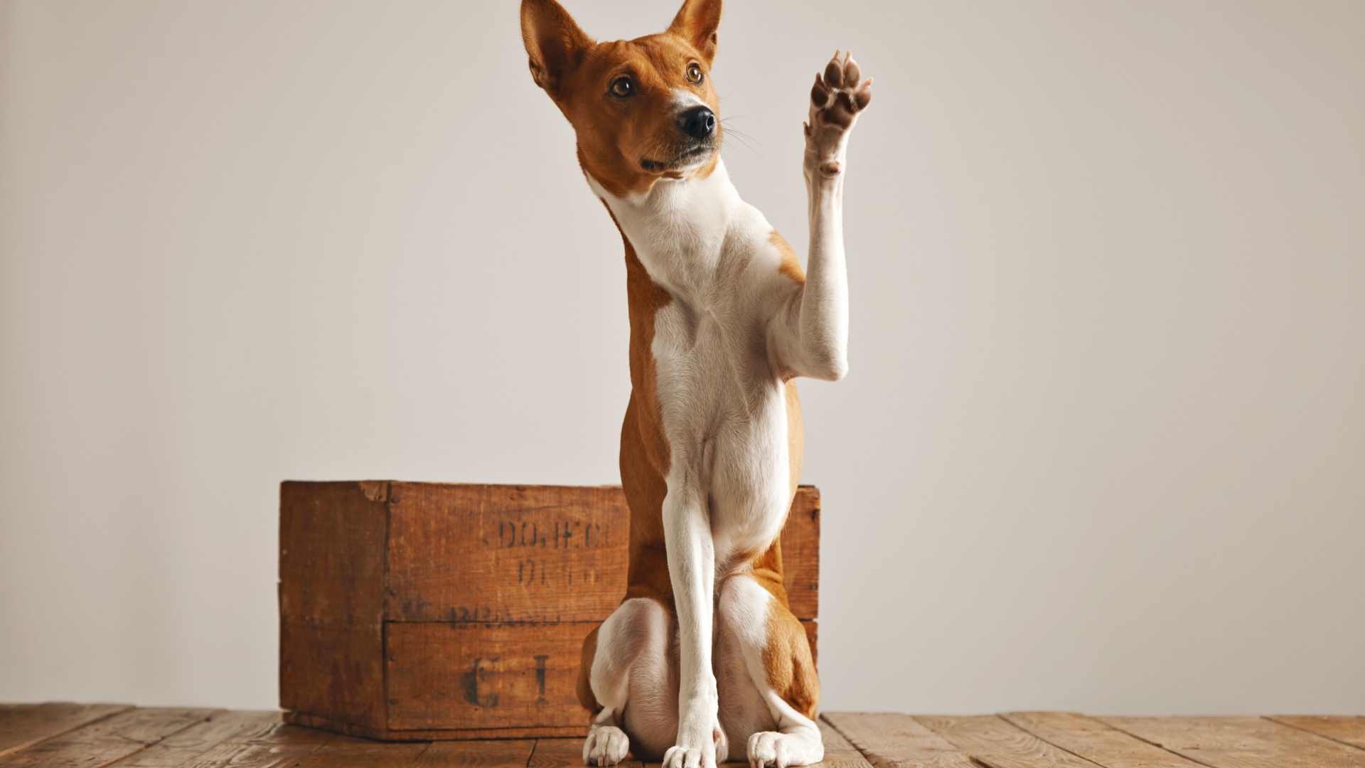 Dog Breeds That Hate Other Dogs But Love Humans