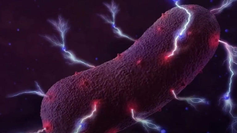 Power-generating bacteria could reshape US energy