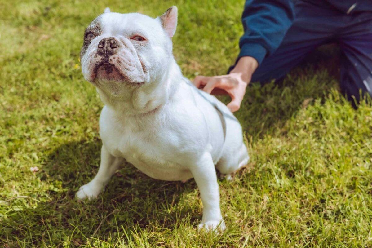 RSPCA urges people to adopt ‘every kind’ of dog including a pooch in ...