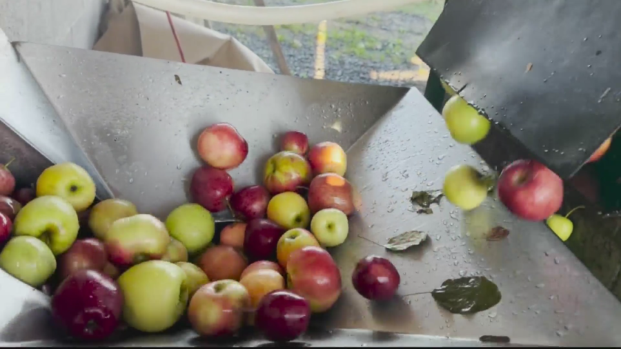 It’s apple picking time at Heckman Orchards