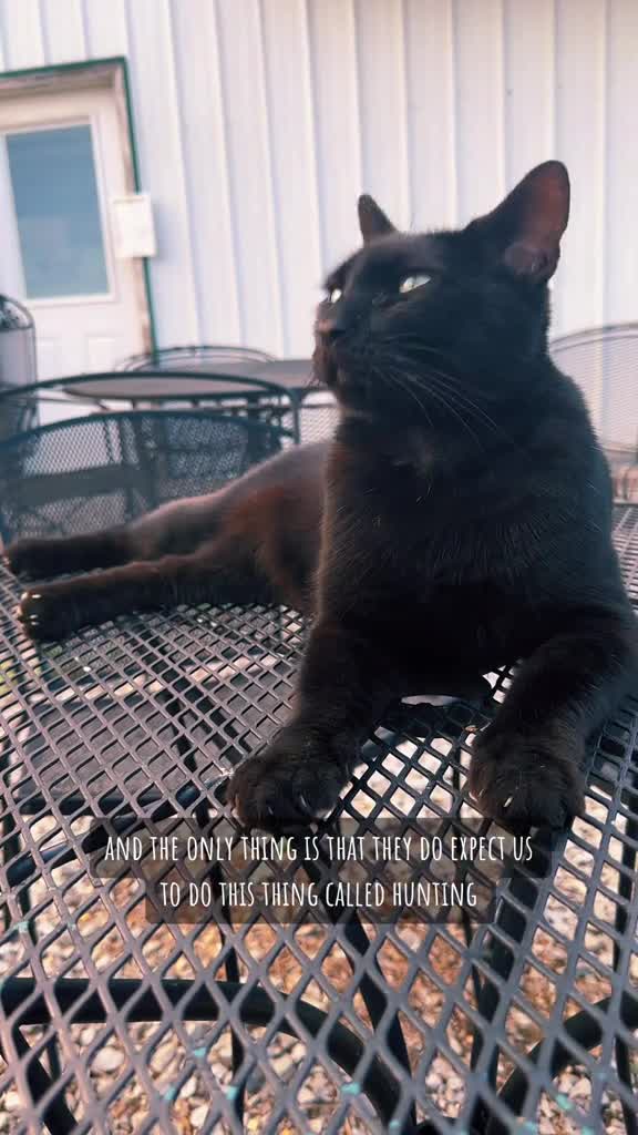 Meet Bandit: The Barn Cat Who Prefers Snuggles to Mice
