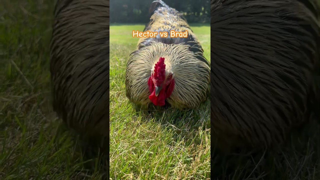 A playful showdown with my handsome rooster on the farm