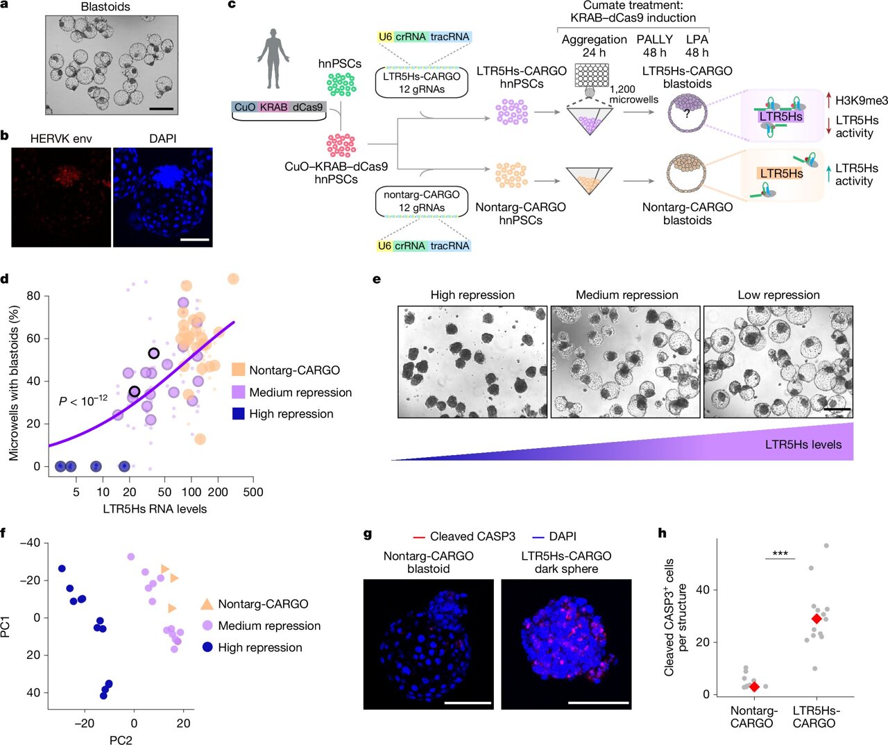Ancient viral DNA is essential for human embryo development, study shows