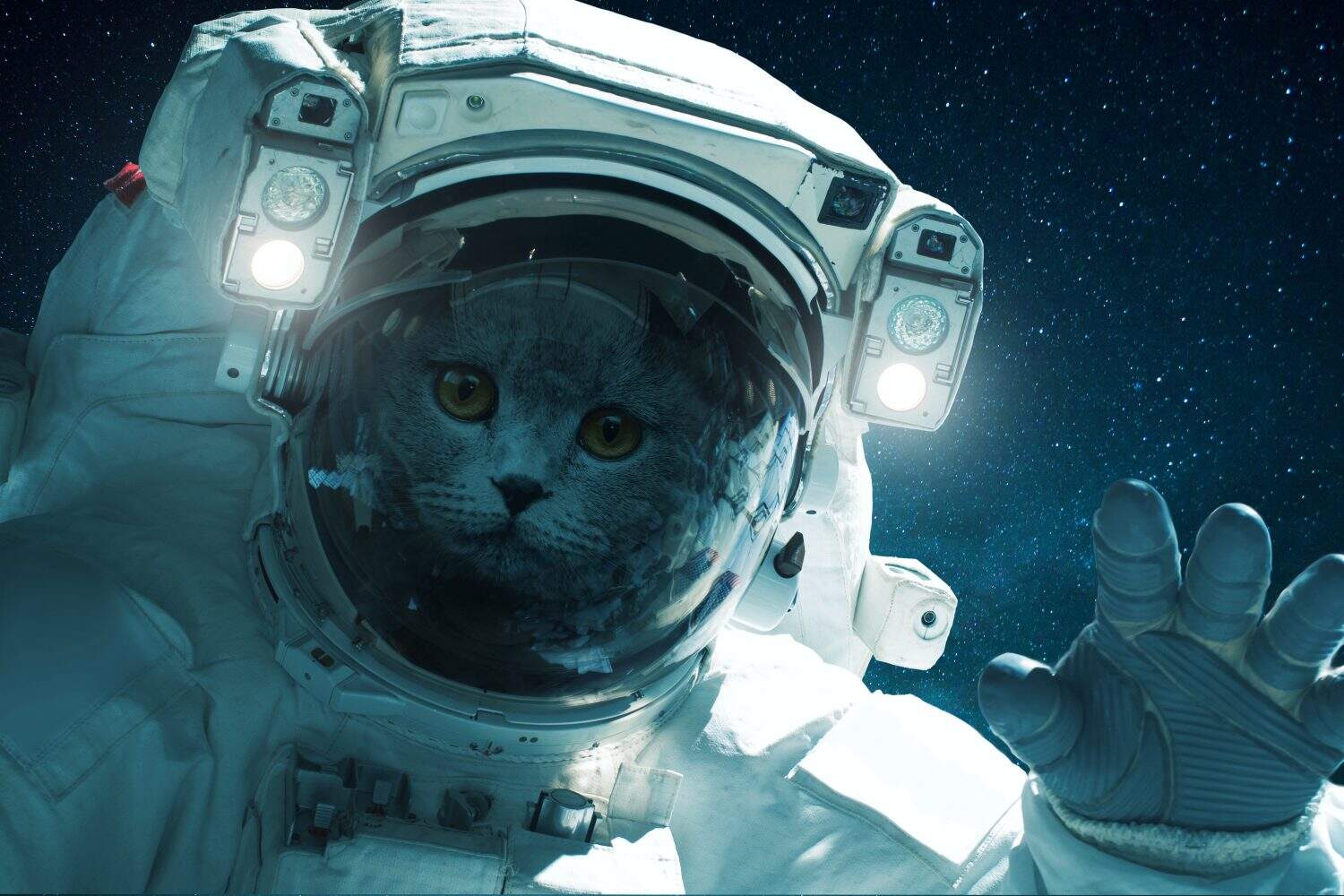 Animals That Can Survive the Harsh Vacuum of Space