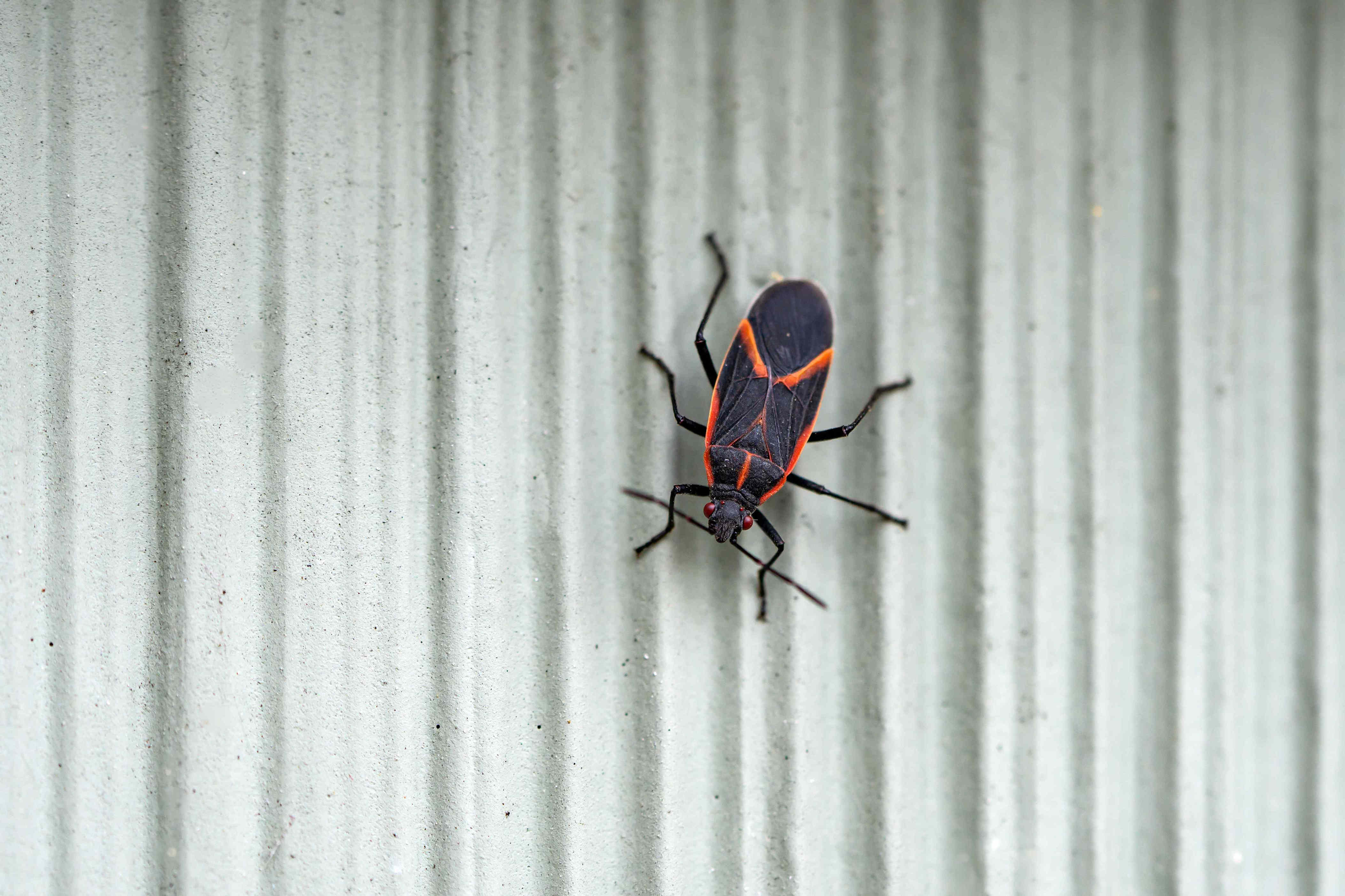 How to Get Rid of Boxelder Bugs Naturally (and Keep Them From Coming Back)
