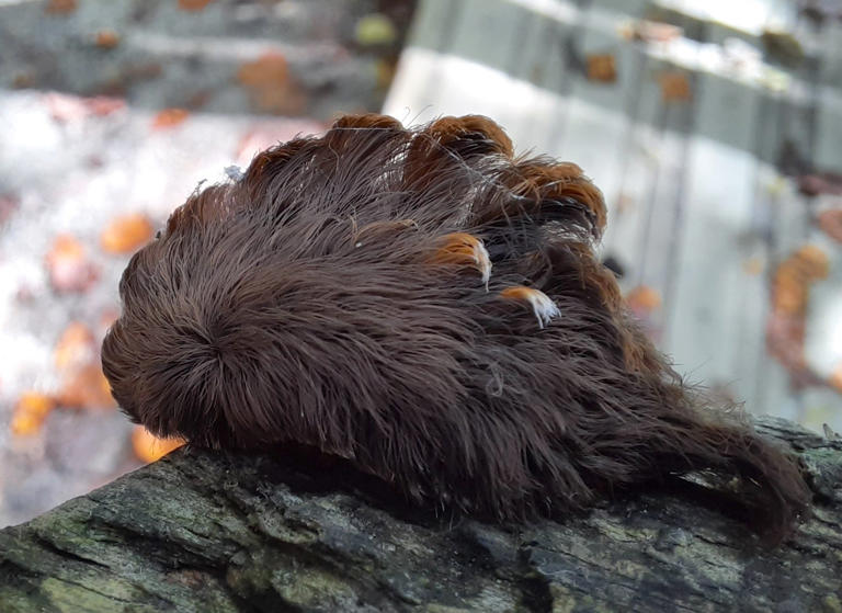 Creepy fuzzy caterpillars are back in Florida. Here’s why they are so ...