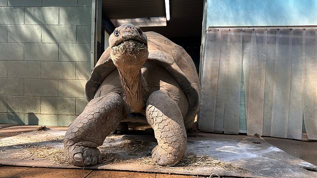 Clumsy tortoise gets into difficult position