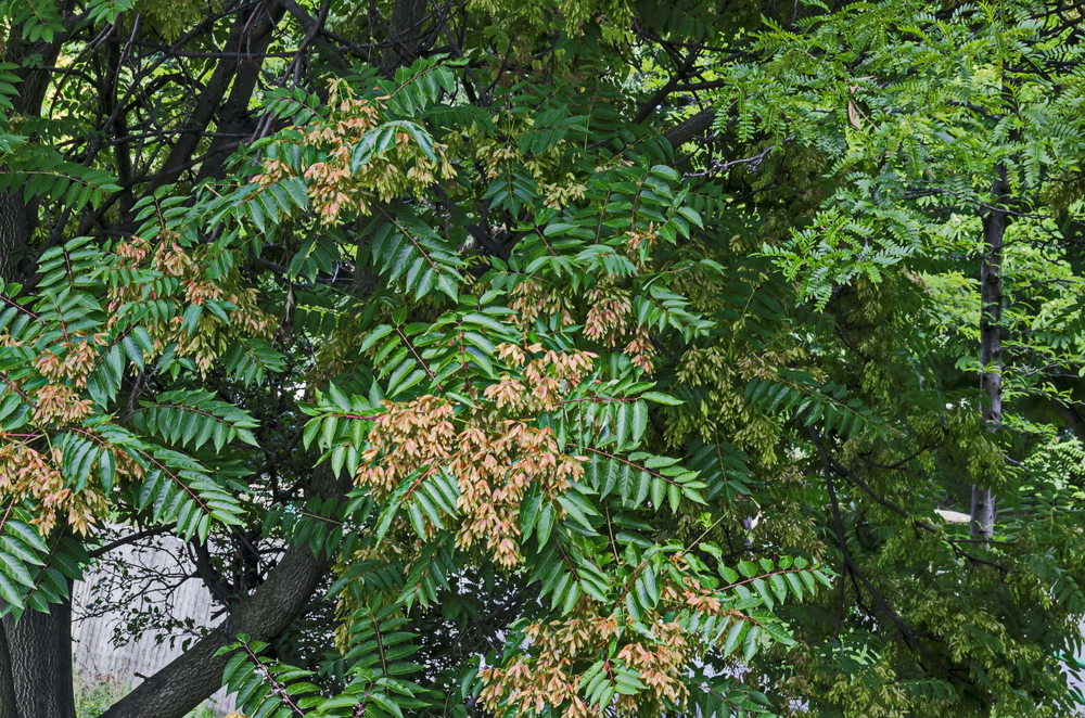 16 Trees with Bizarre Territorial Behavior