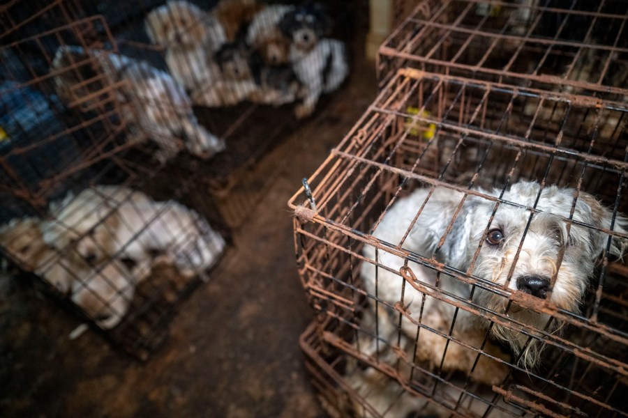 Virginia Beach SPCA rehabilitates six dogs rescued from alleged neglect