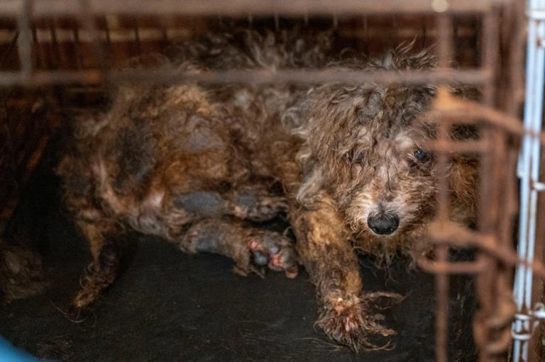 Virginia Beach SPCA rehabilitates six dogs rescued from alleged neglect