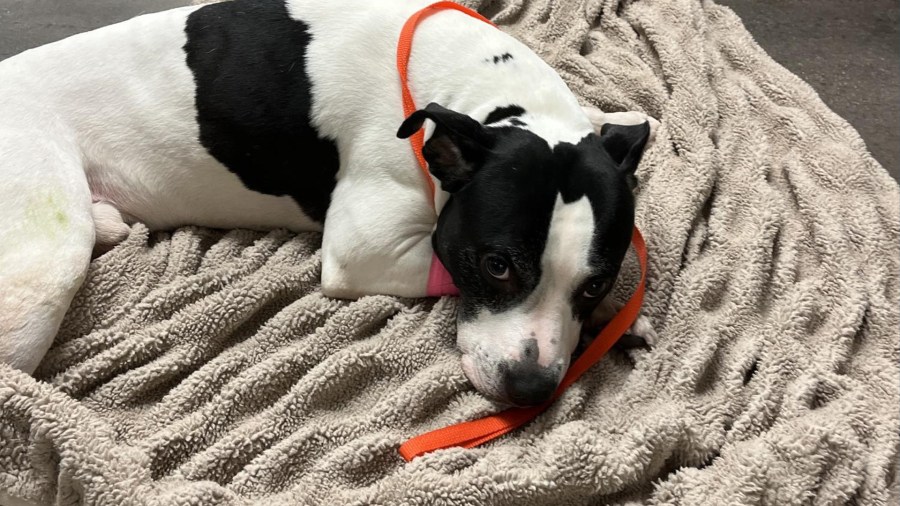 Pit bull thrown from balcony while trying to protect teen, Florida ...