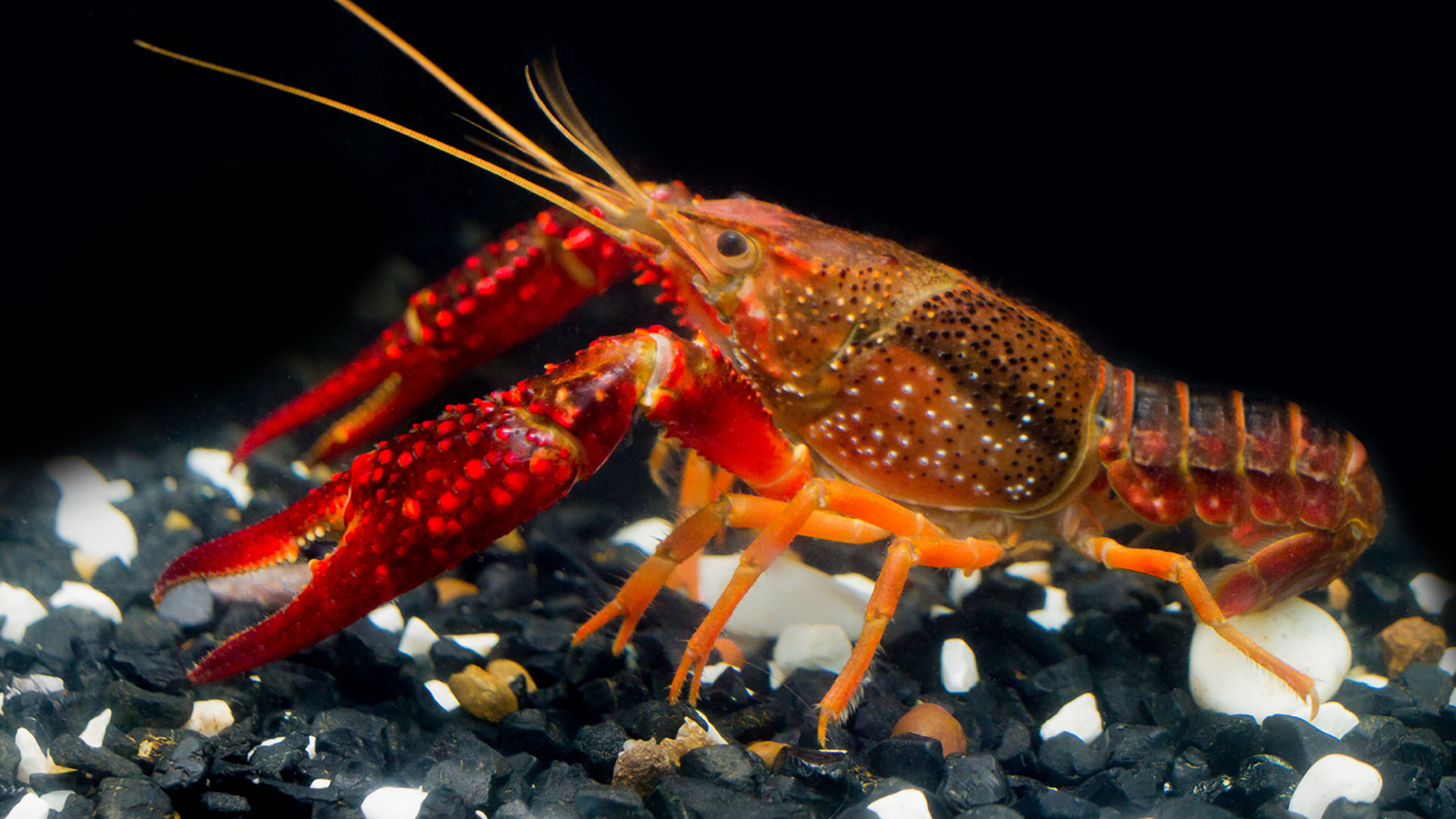 5 Best Aquarium Pets That Aren’t Fish
