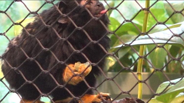 Niabi Zoo primate keeper reflects on Jane Goodall’s legacy